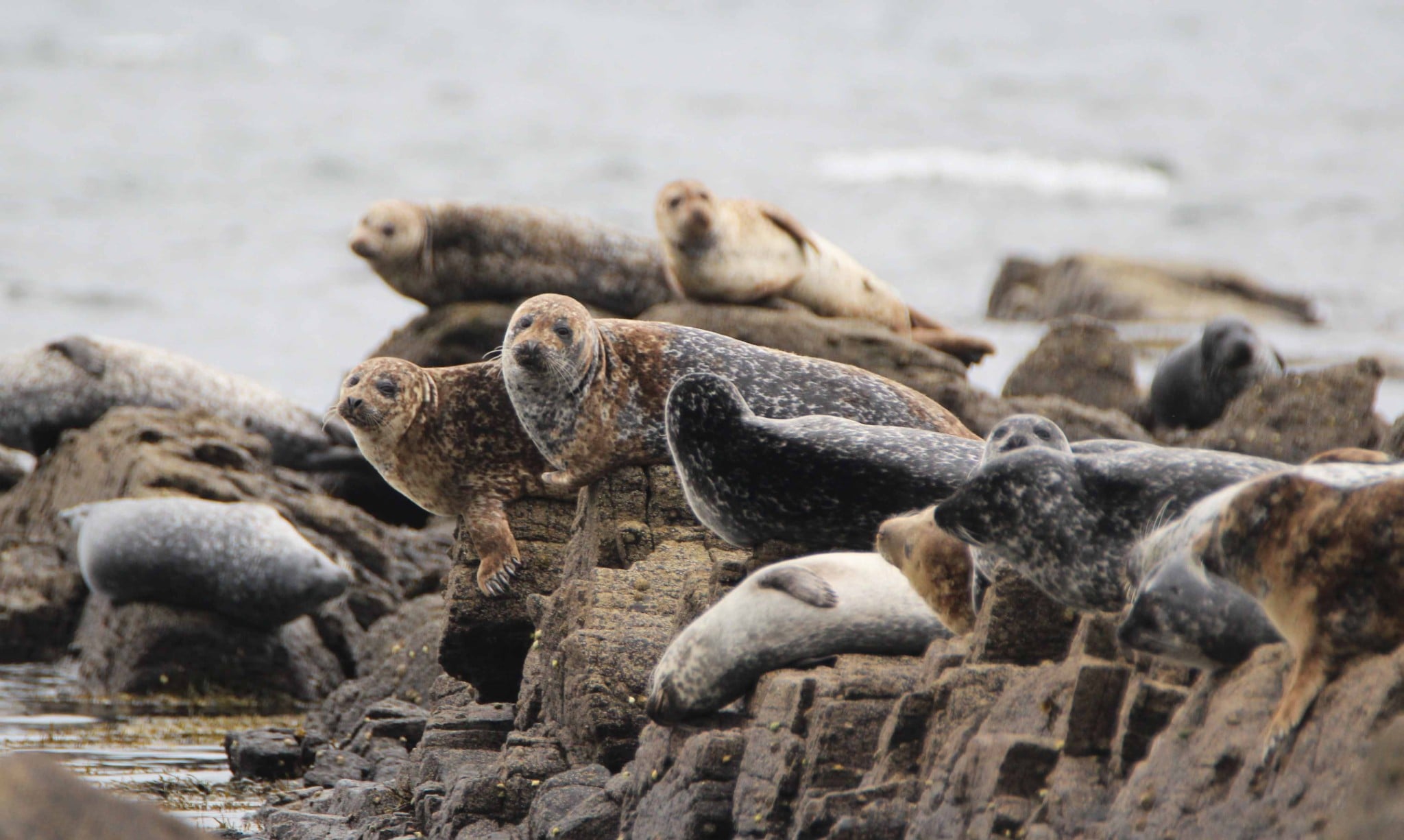Arran formally announced as the 10th UNESCO Global Geopark in the ...